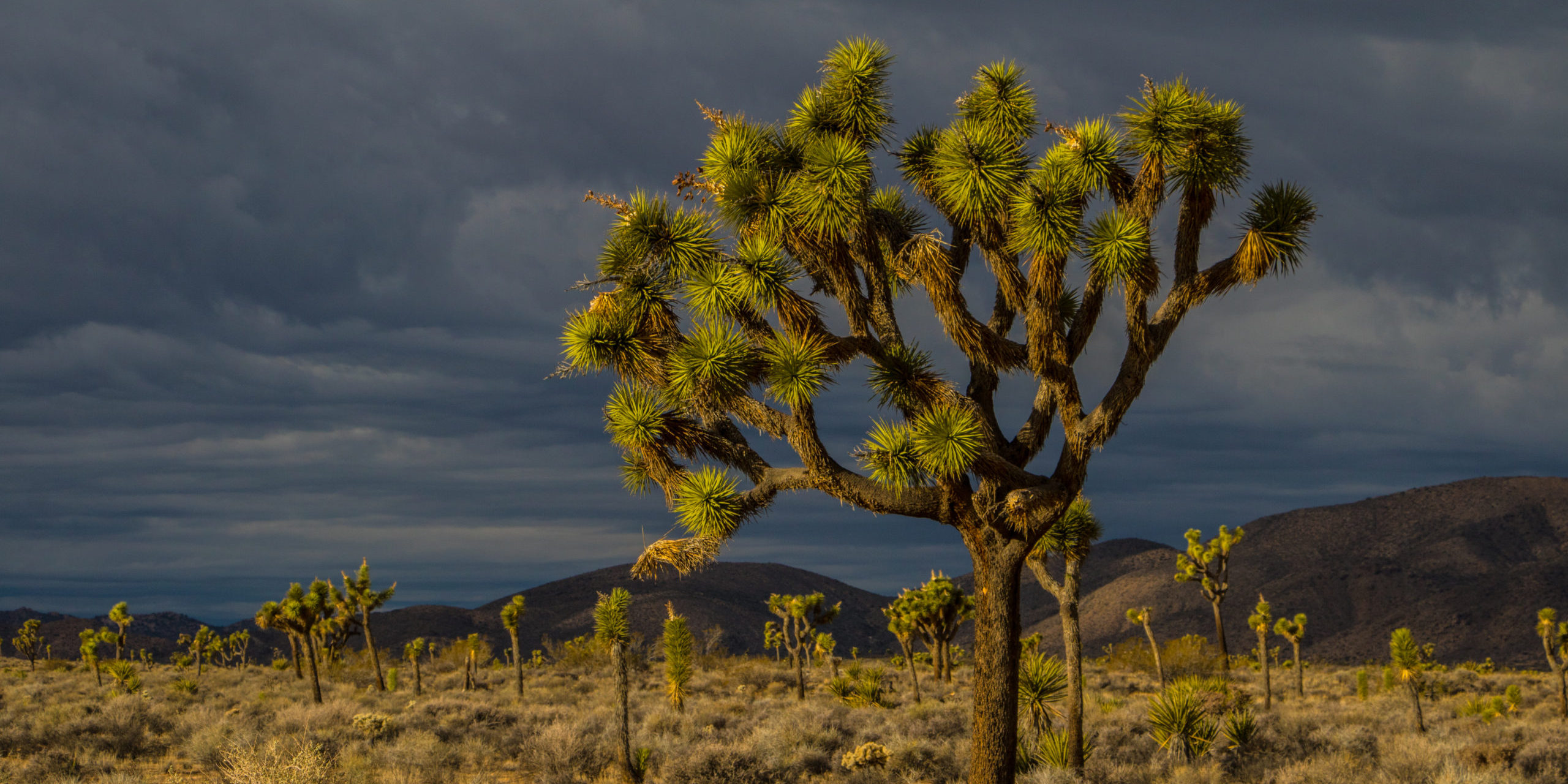 Joshua Tree National Park: An RV Camping and Travel Guide - RV Trader Blog