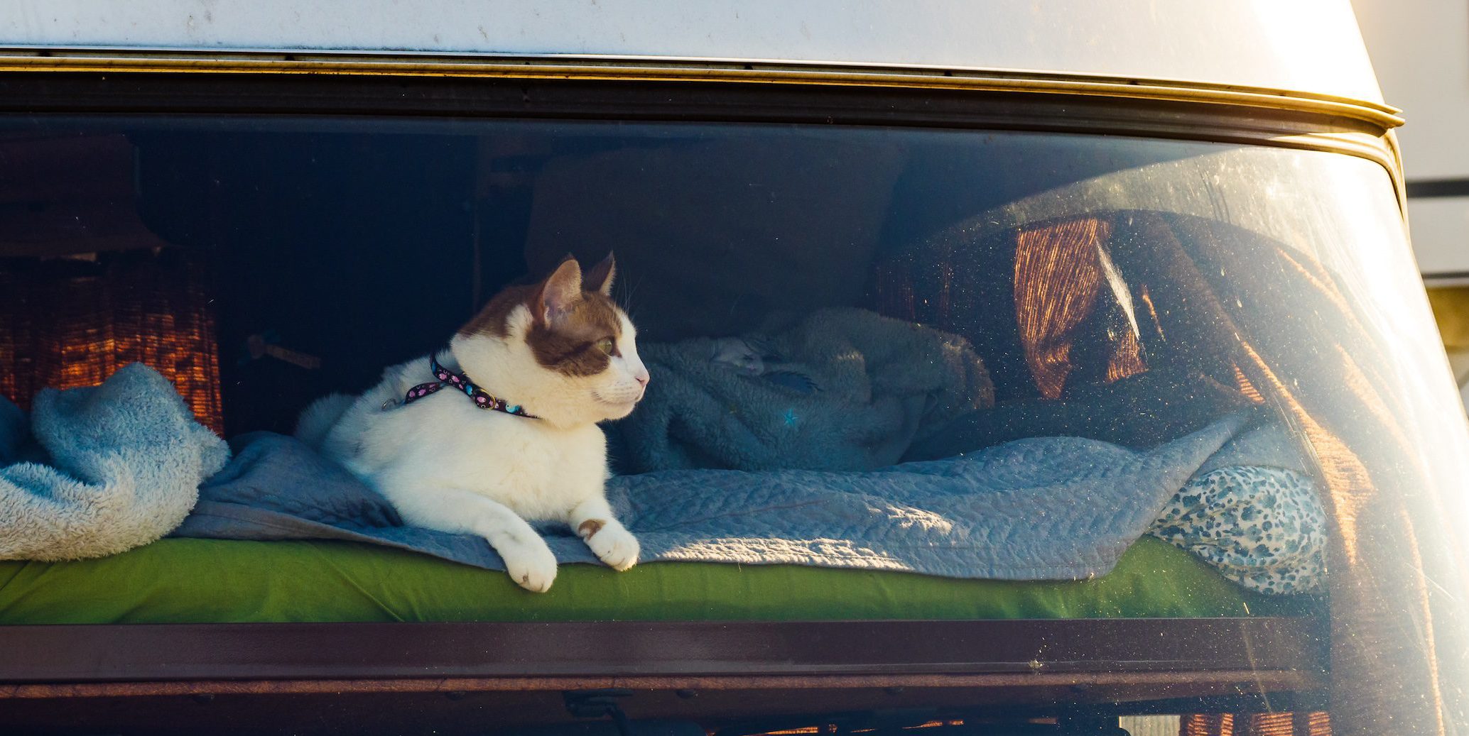 5 RV Cat Accessories for Feline Felicity - RV Trader Blog