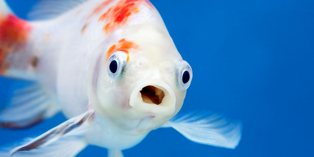 New & Used RVs | Motorhomes & Campers for Sale | RV Trader